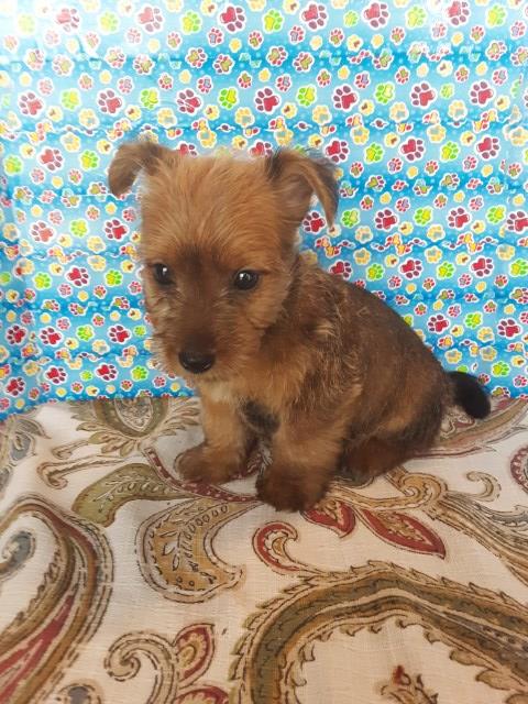 Jack Russell Terrier puppy dog for sale in Crystal River, Florida