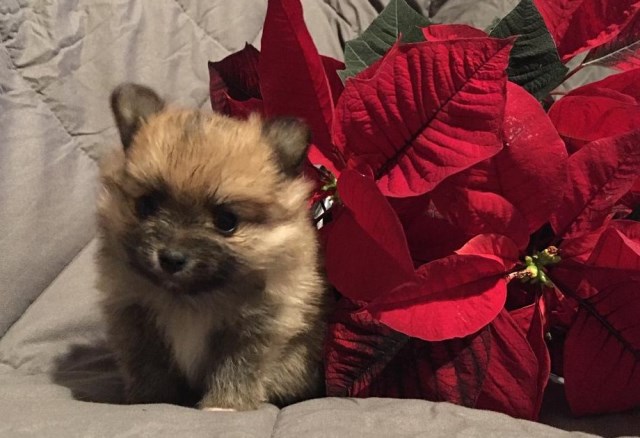 Pomeranian puppy dog for sale in Canton, Ohio
