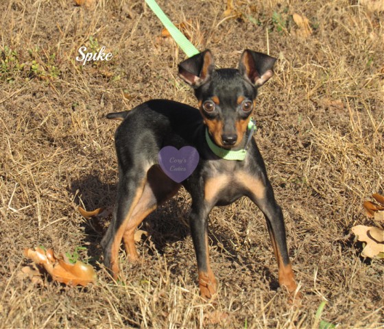 Miniature Pinscher puppy dog for sale in Elkland, Missouri