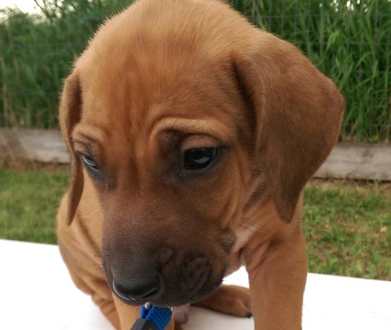 Rhodesian Ridgeback puppy dog for sale in Manor, Saskatchewan
