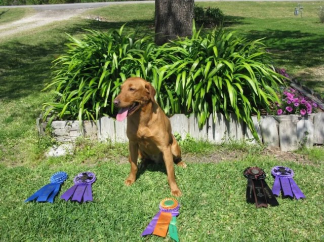 Labrador Retriever puppy dog for sale in Singer, Louisiana