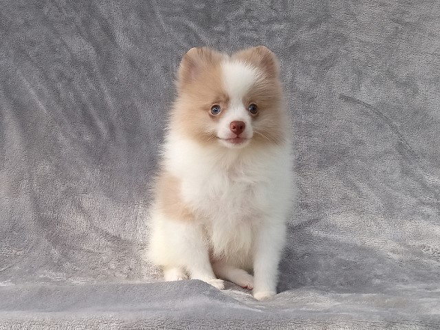Pomeranian puppy dog for sale in West Palm Beach, Florida