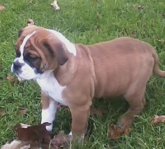 Pug puppy dog for sale in Clyde, New York