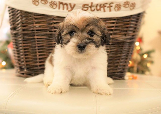 Shih Poo puppy dog for sale in Fullerton, California