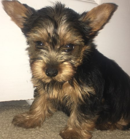 Yorkshire Terrier puppy dog for sale in Austin, Texas