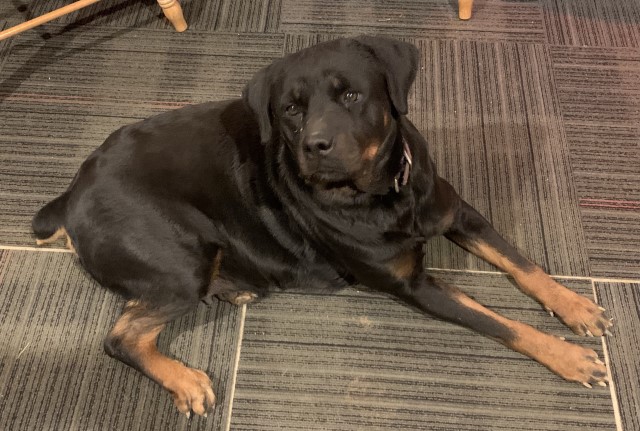 Rottweiler puppy dog for sale in Alexandria, Virginia