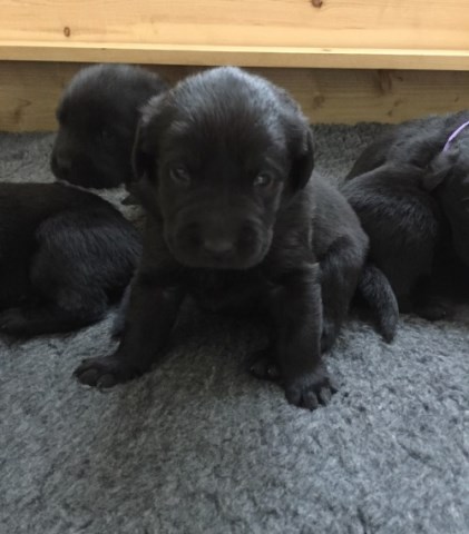 Newfoundland Dog puppy dog for sale in Brownville Junction, Maine