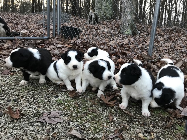 Border Collie puppy dog for sale in Denton, North Carolina