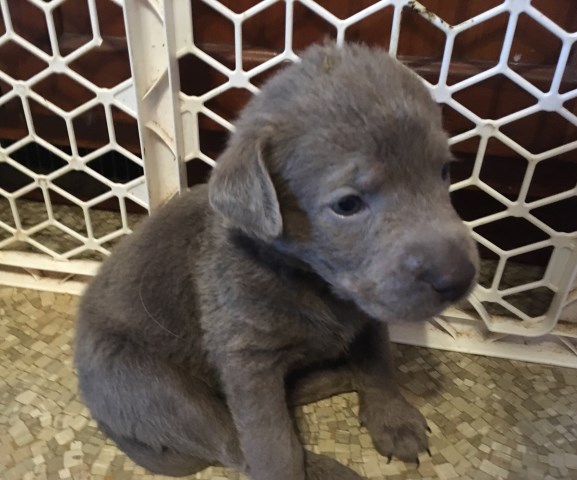 Labrador Retriever puppy dog for sale in Ellsworth, Kansas