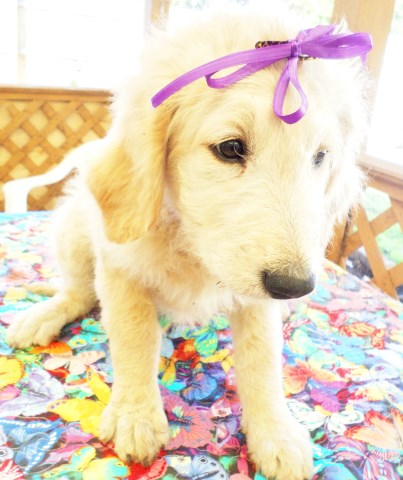Goldendoodle puppy dog for sale in Buffalo, New York