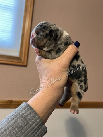 English Bulldog puppy dog for sale in Oologah, Oklahoma