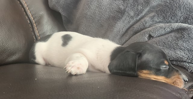 Dachshund puppy dog for sale in Granby, Connecticut