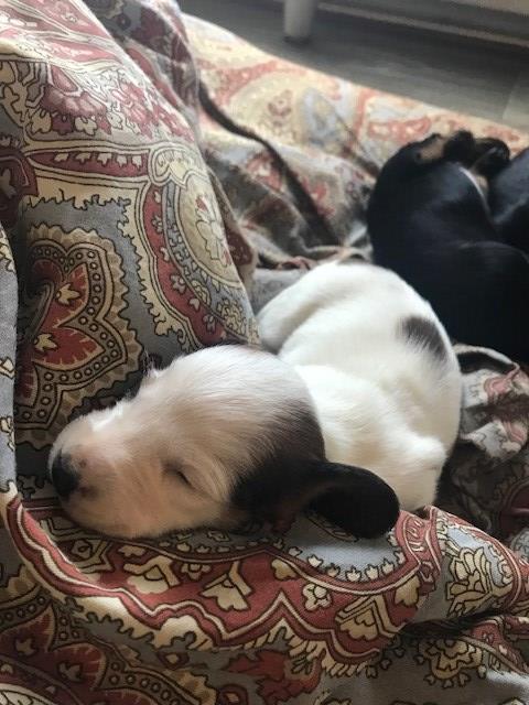 Dachshund puppy dog for sale in Granby, Connecticut