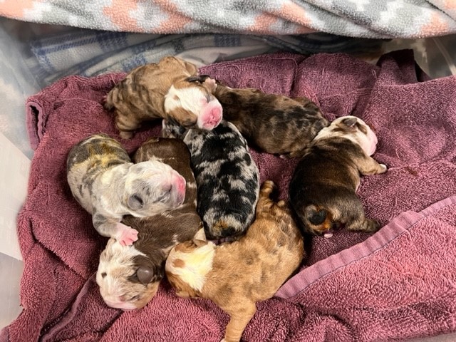 English Bulldog puppy dog for sale in Oologah, Oklahoma