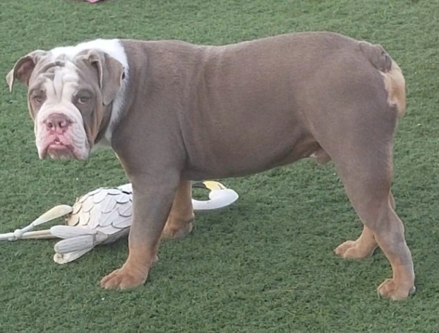 English Bulldog puppy dog for sale in Victorville, California