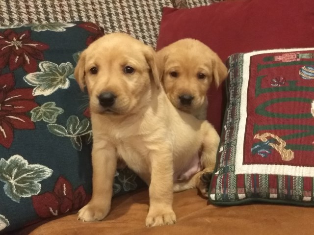 Labrador Retriever puppy dog for sale in Singer, Louisiana
