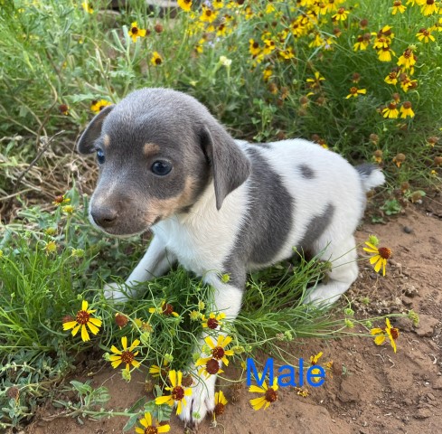 Rat Terrier puppy dog for sale in Burnet, Texas