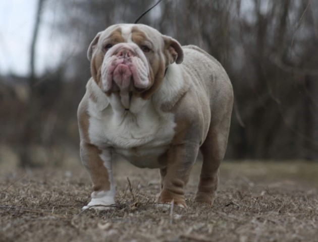 English Bulldog puppy dog for sale in Oologah, Oklahoma