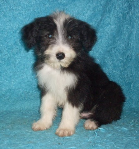 Bearded Collie puppy dog for sale in Ava, Missouri