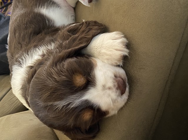 English Springer Spaniel puppy dog for sale in Iron Station, North Carolina