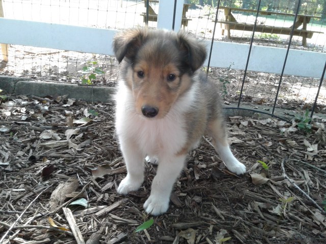 Collie puppy dog for sale in Simpsonville, South Carolina