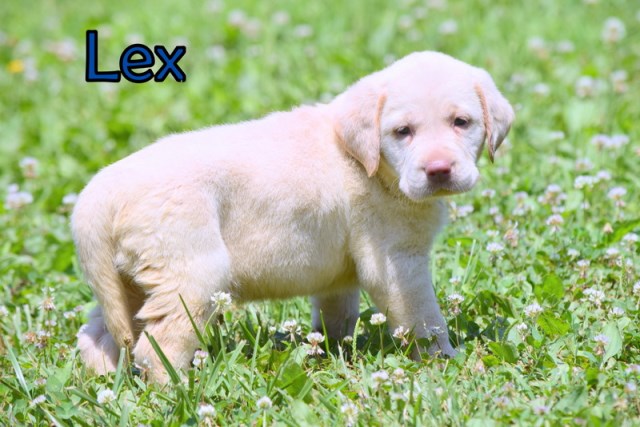 Labrador Retriever puppy dog for sale in Drakesboro, Kentucky
