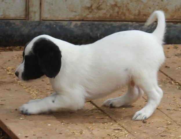 English Setter puppy dog for sale in Fort Collins, Colorado