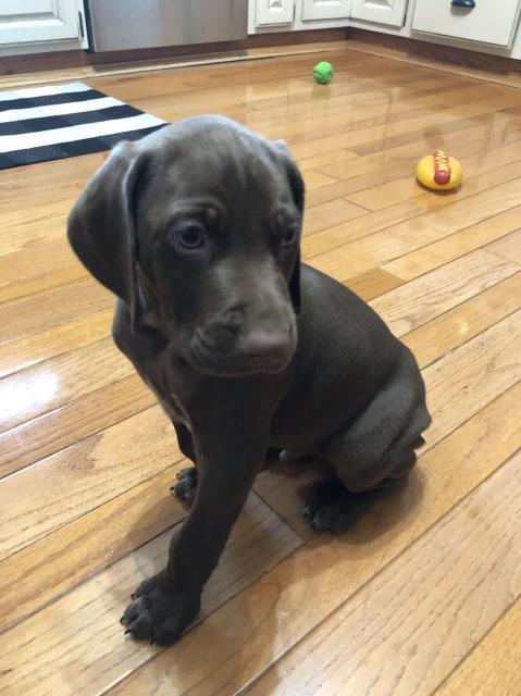 Pointer puppy dog for sale in McHenry, Maryland