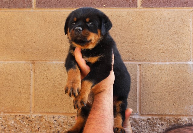Rottweiler puppy dog for sale in sun valley, California