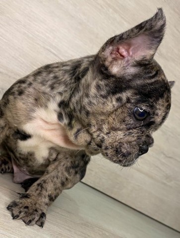 French Bulldog puppy dog for sale in Revere, Massachusetts