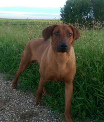 Rhodesian Ridgeback puppy dog for sale in Manor, Saskatchewan