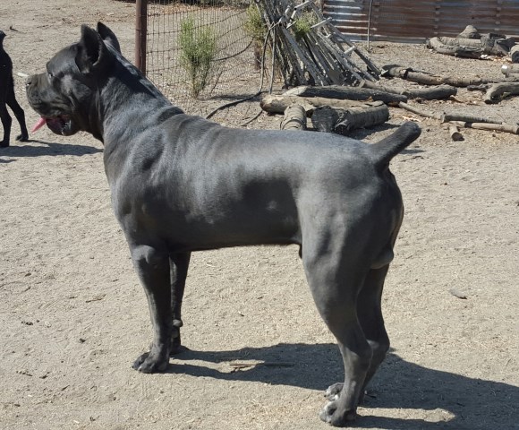 Cane Corso puppy dog for sale in Porterville, California