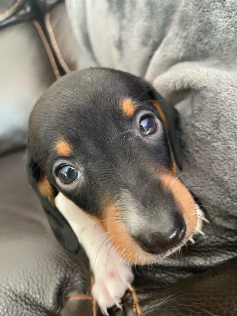 Dachshund puppy dog for sale in Granby, Connecticut