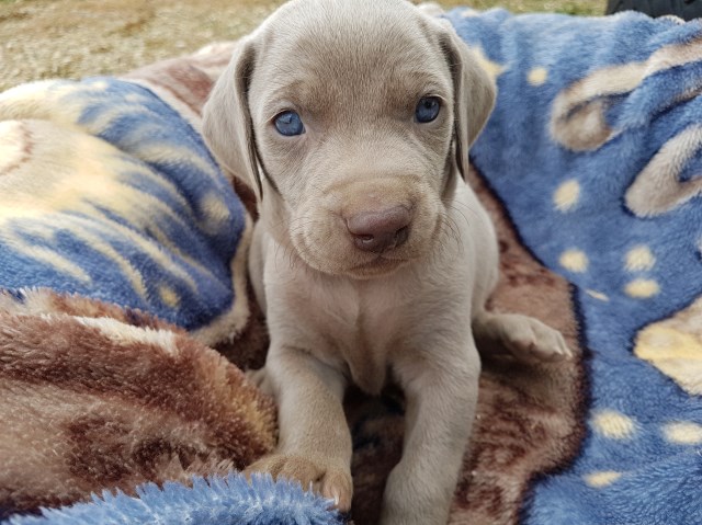 Weimaraner puppy dog for sale in Manor, Saskatchewan