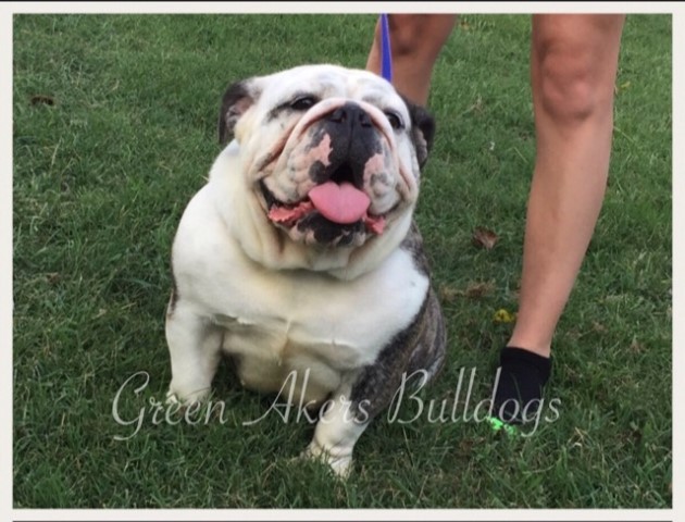English Bulldog puppy dog for sale in Tulsa, Oklahoma